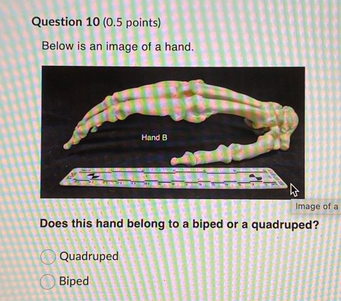 Below is an image of a hand. Does this hand belong to | Chegg.com