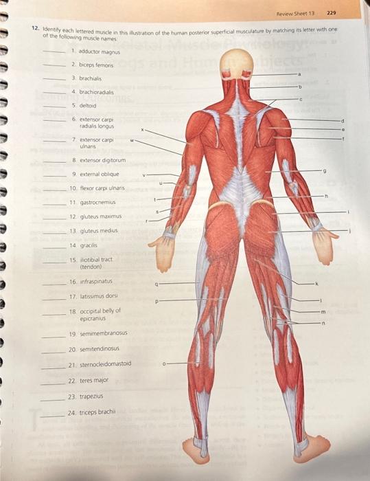 Solved 12. Identify each lettered muscle in thin ilustration | Chegg.com