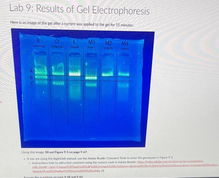 Lab 9: Results of Gel Electrophoresis Here is an | Chegg.com