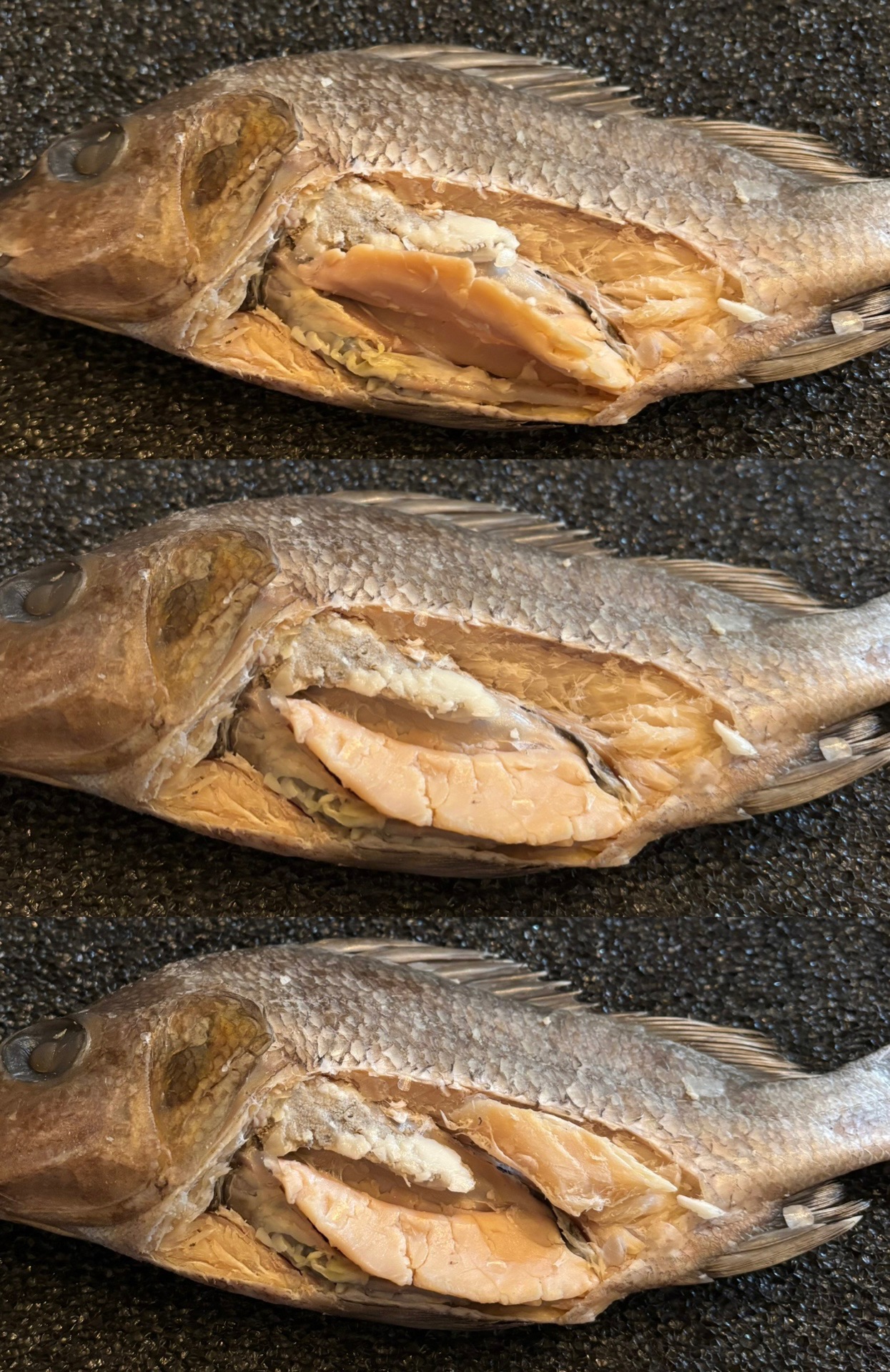 Attached are different angles of a perch I dissected. | Chegg.com