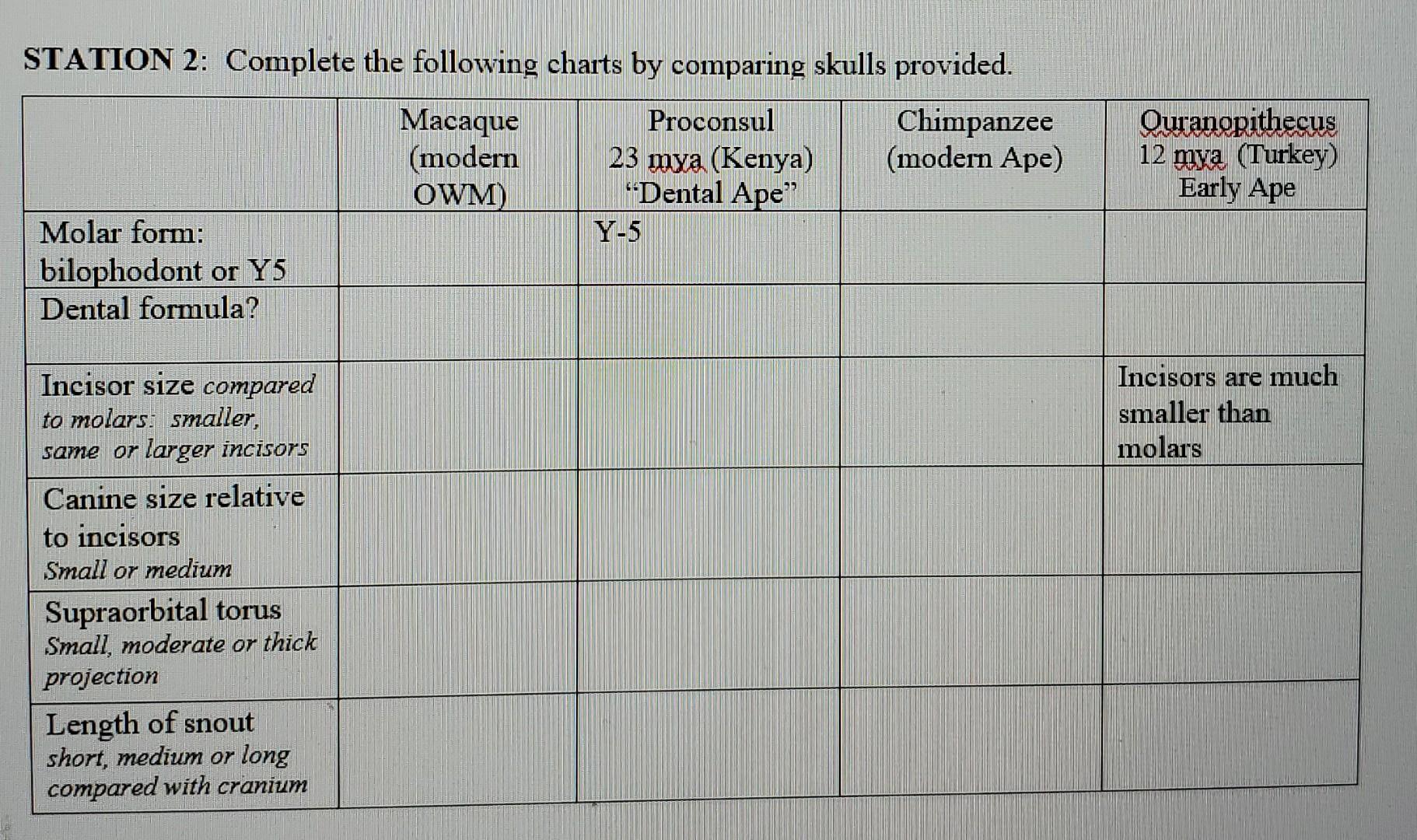Station 2 Rhesus Macaque monkey Proconsul dental ape" | Chegg.com