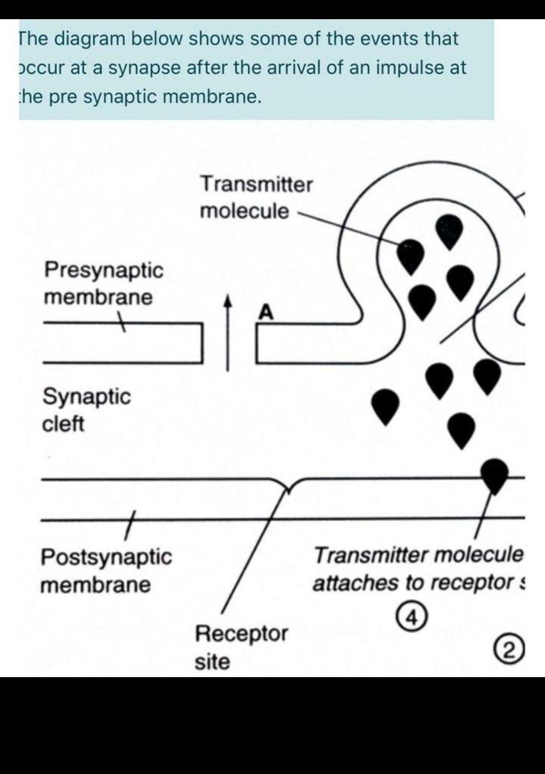 Solved The diagram below shows some of the events that occur | Chegg.com