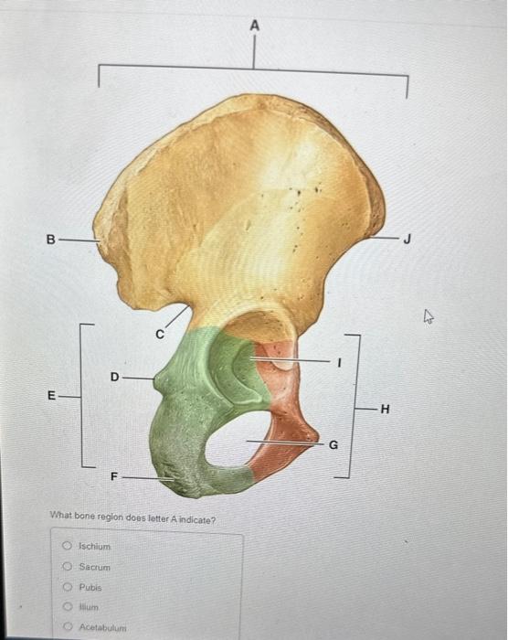 Solved What bone region does letter A indicate? Ischium | Chegg.com