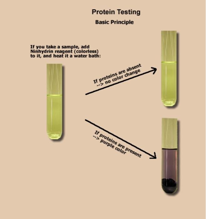 Solved C. Study proteins Complete the report for testing the | Chegg.com