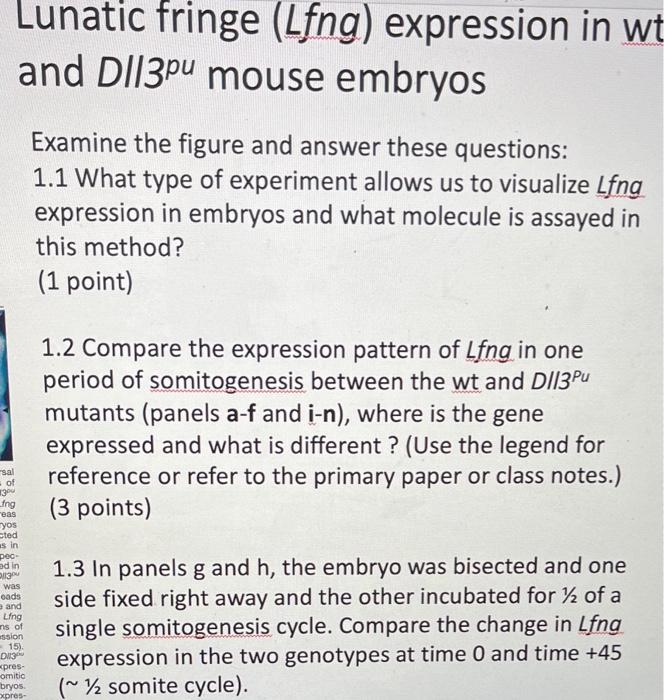 Lunatic fringe (Lfng) expression in wt and D∥3pu | Chegg.com
