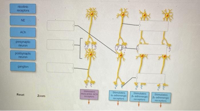 Solved nicotinic receptors NE ACH presynaptic neuron | Chegg.com