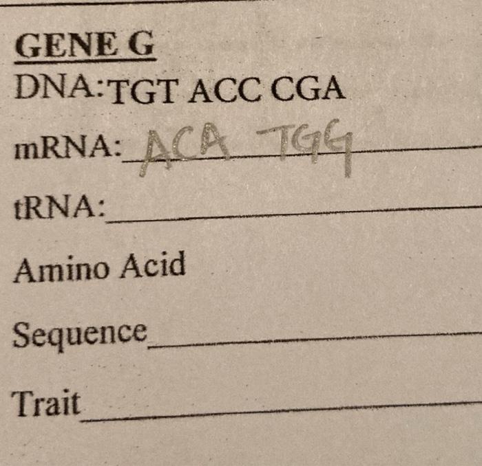 Solved GENE G DNA:TGT ACC CGA : - TRNA: Amino Acid Sequence | Chegg.com
