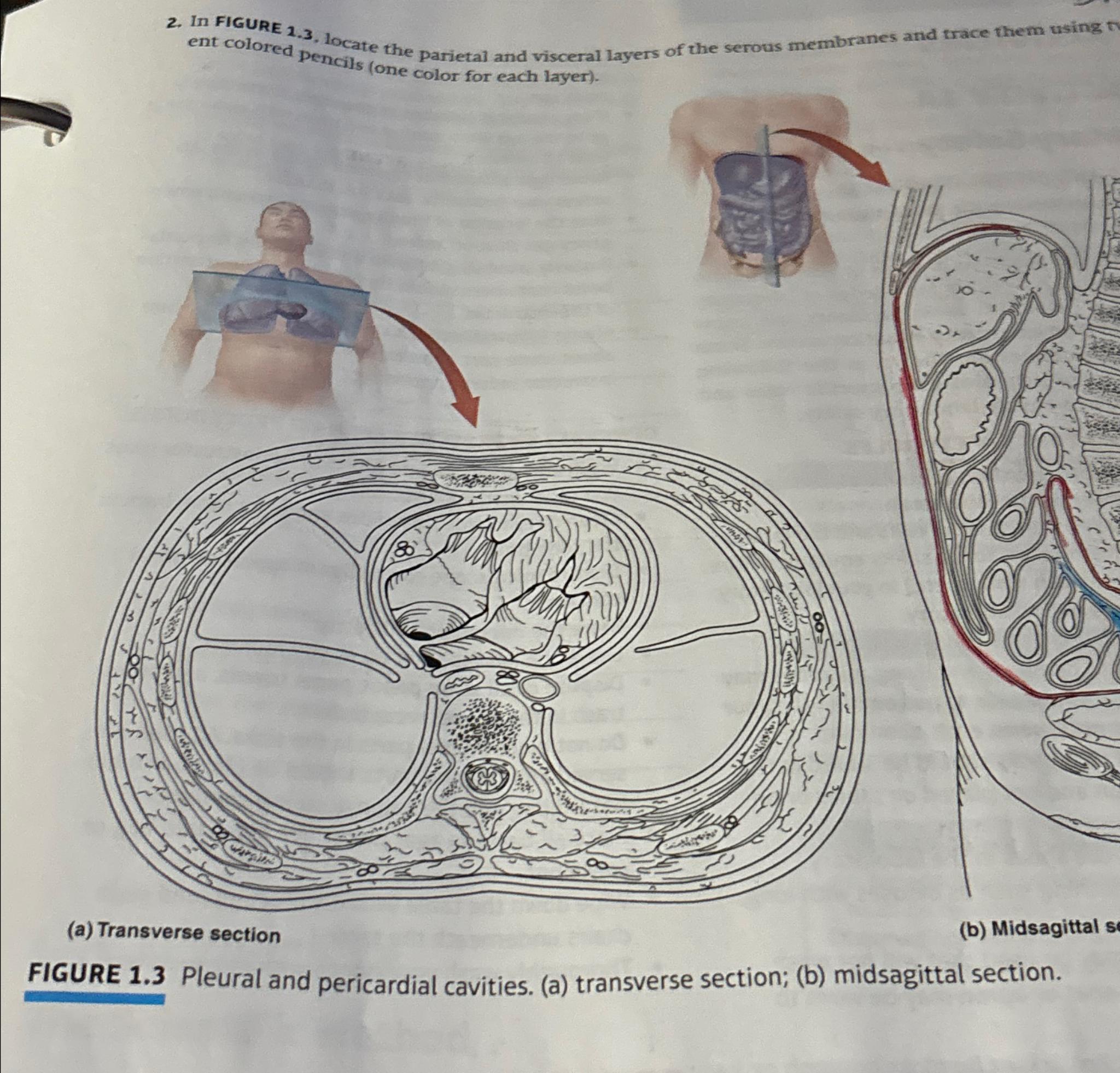 Solved In FIGURE 1.3, ﻿locate the parietal and visceral | Chegg.com