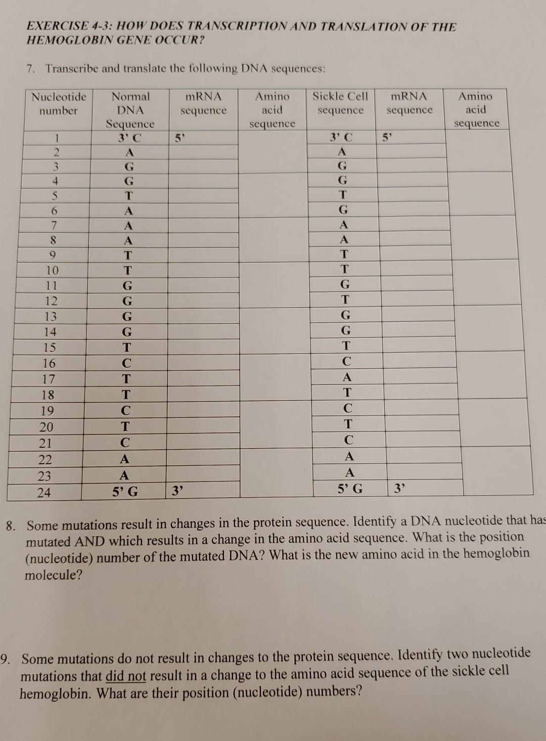 Solved EXERCISE 4-3: HOW DOES TRANSCRIPTION AND TRANSLATION | Chegg.com