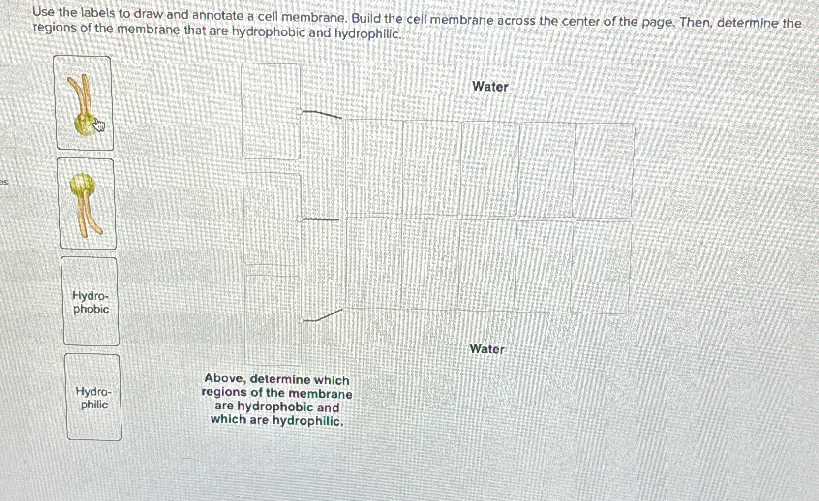 Solved Use the labels to draw and annotate a cell membrane. | Chegg.com