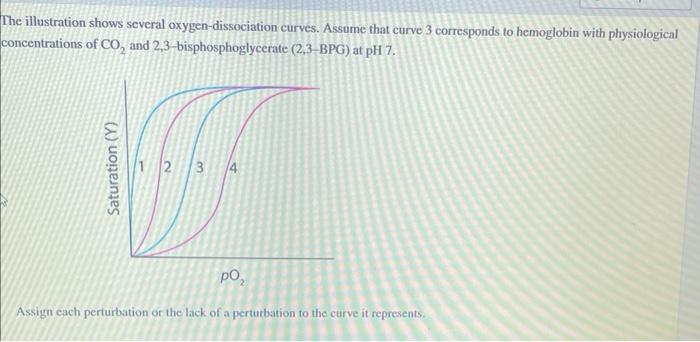 Solved The illustration shows several oxygen-dissociation | Chegg.com