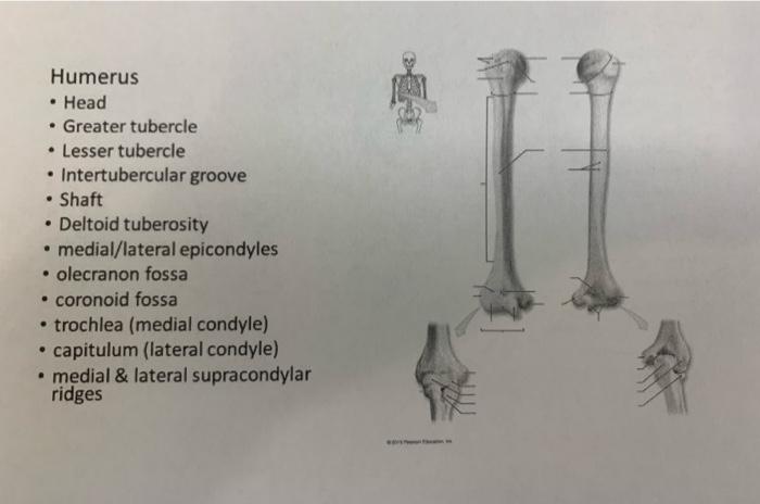 [Solved]: Humerus Head Greater tubercle Lesser tubercle