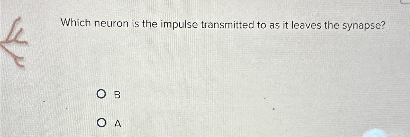 Solved Which neuron is the impulse transmitted to as it | Chegg.com