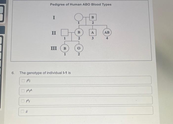 Solved Pedigree of Human ABO Blood Types 6. The genotype of | Chegg.com
