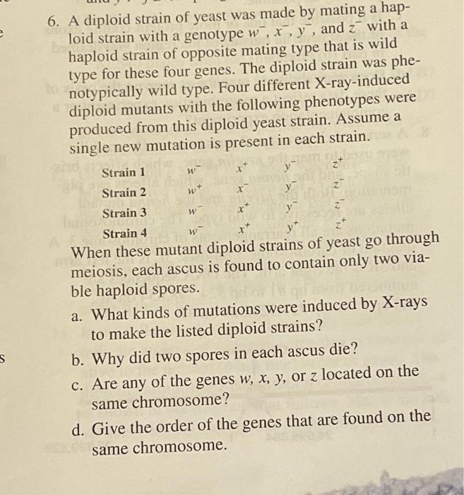 Solved 6. A diploid strain of yeast was made by mating a | Chegg.com