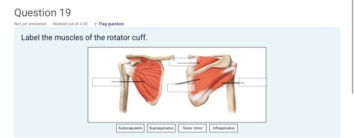 Solved Label the posterior, superficial muscles of the | Chegg.com