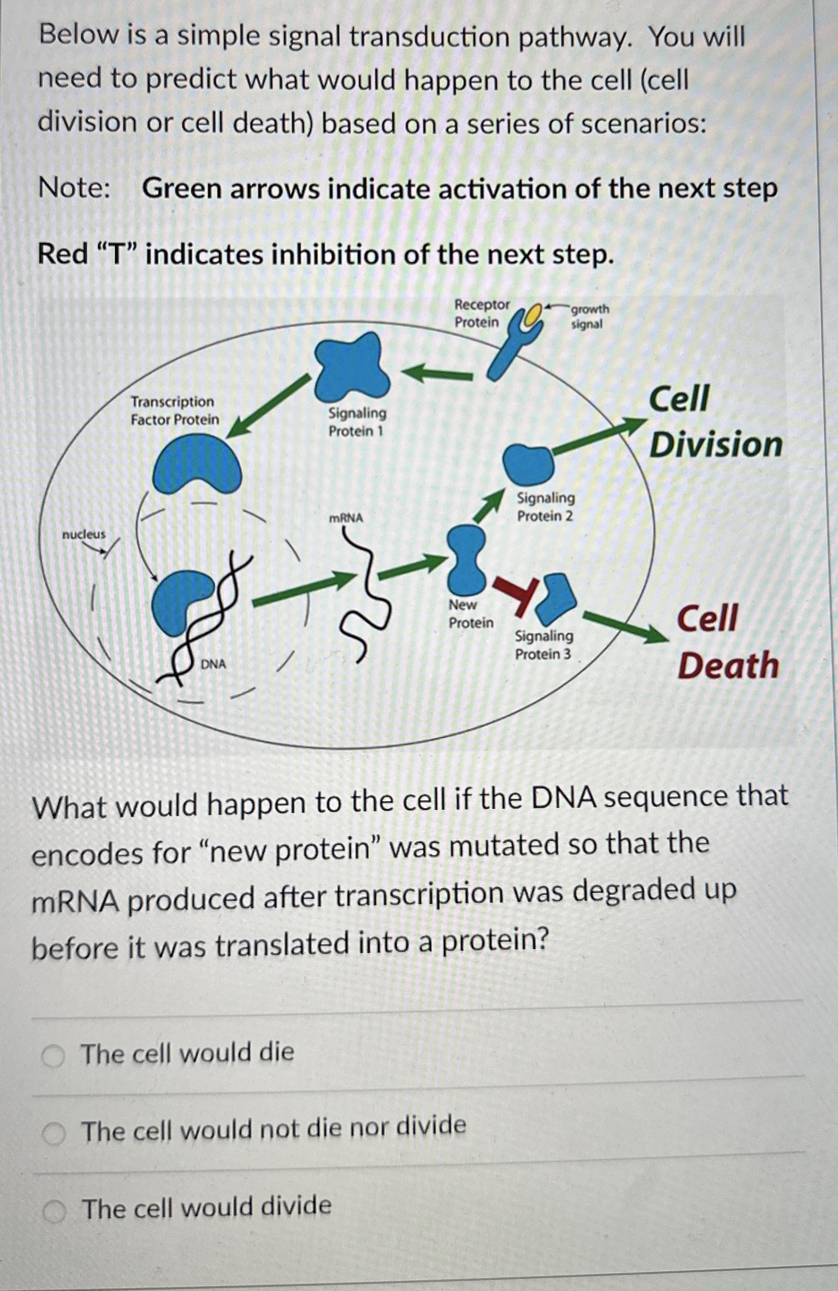 Solved Below is a simple signal transduction pathway. You | Chegg.com