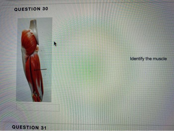 Solved QUESTION 29 Identify the muscle QUESTION 30 | Chegg.com
