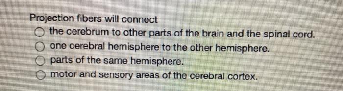 Solved Projection fibers will connect O the cerebrum to | Chegg.com