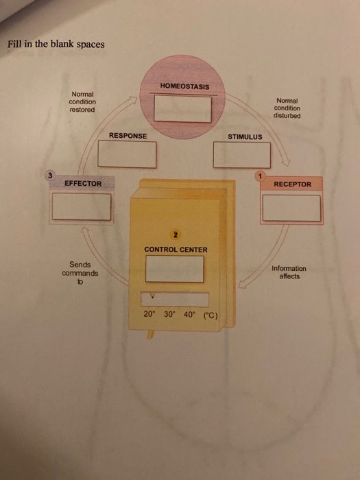Solved Fill in the blank spaces HOMEOSTASIS Normal condition | Chegg.com