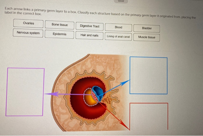 Solved Surved Each arrow links a primary germ layer to a | Chegg.com