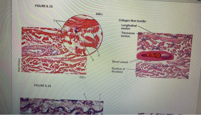 Solved lipid storage area nucleus of adipocyte 2 FIGURE 6.12 | Chegg.com
