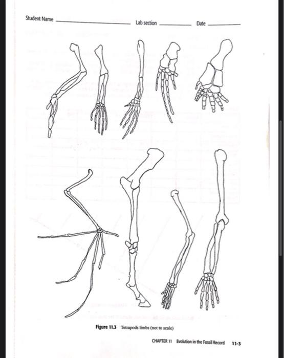 Evolution in the Fossil Record PUNCTUATED EQUILIBRIUM | Chegg.com
