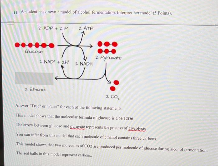 Solved 11. A student has drawn a model of alcohol | Chegg.com