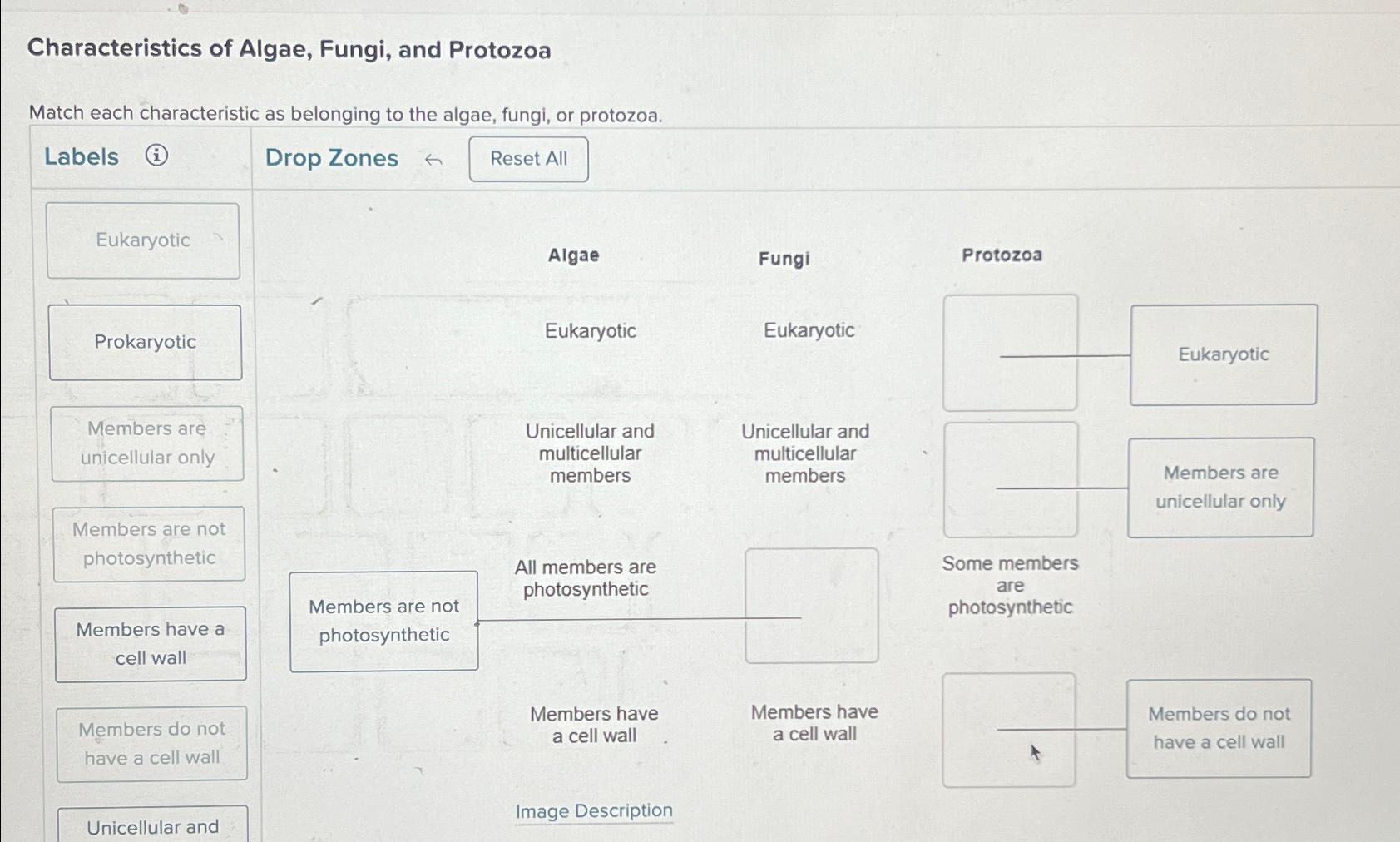Solved Characteristics of Algae, Fungi, and ProtozoaMatch | Chegg.com