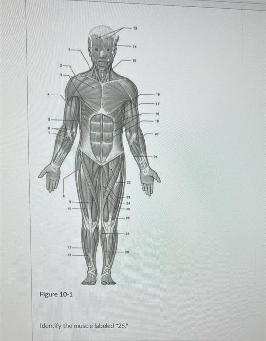 Solved Identify the muscle labeled "1." Identify the muscle | Chegg.com