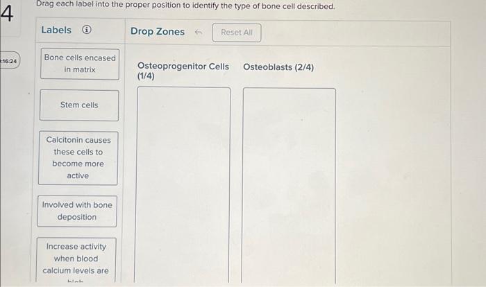 Solved Drag each label into the proper position to identify | Chegg.com
