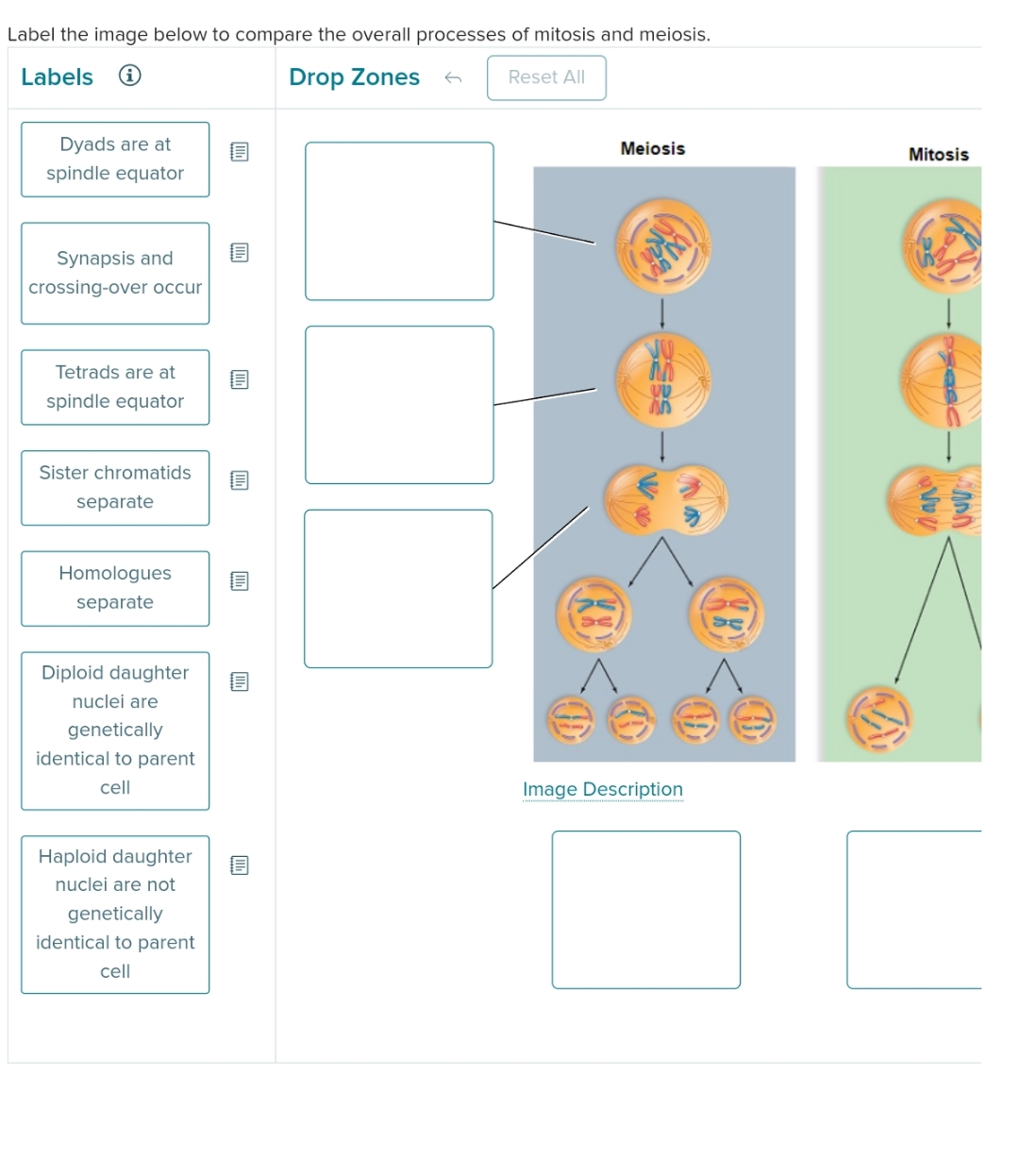 Solved Label the image below to compare the overall | Chegg.com