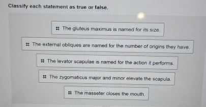 Solved Classity each statement as true or false.The gluteus | Chegg.com