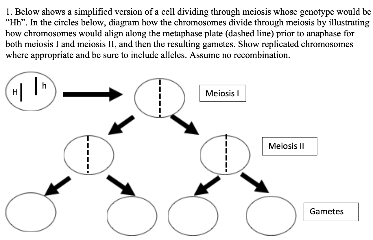 Solved Below shows a simplified version of a cell dividing | Chegg.com