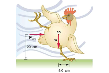 Solved Consider the chicken shown in the figure, which is | Chegg.com