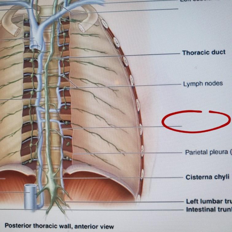 Solved Thoracic duct Lymph nodes a Parietal pleura Cisterna | Chegg.com