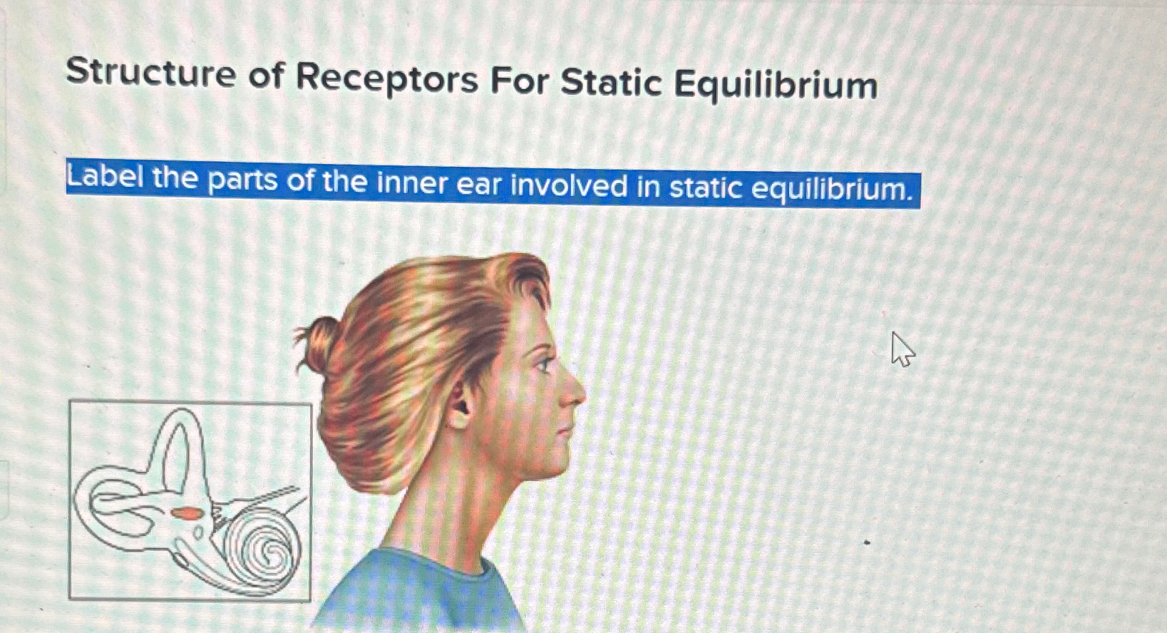 Solved Structure of Receptors For Static EquilibriumLabel | Chegg.com