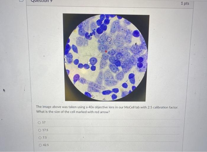 Solved 1 pts The image above was taken using a 40x objective | Chegg.com