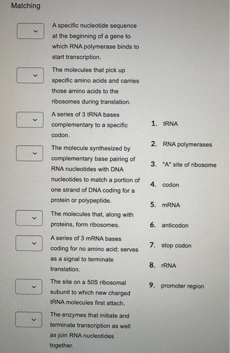 Solved Matching A specific nucleotide sequence at the | Chegg.com
