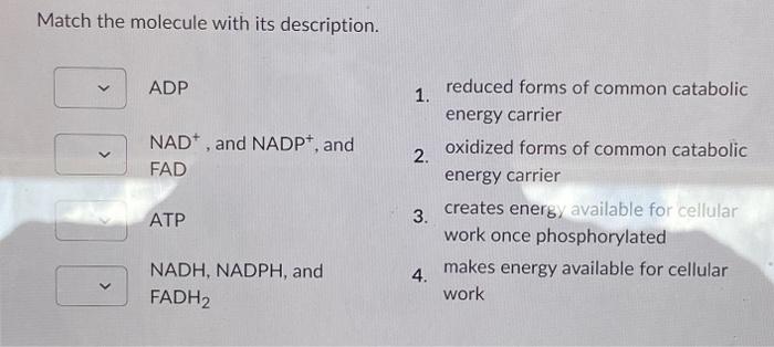 Solved Match the molecule with its description. ADP NAD+, | Chegg.com