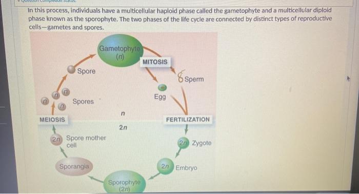 Solved In this process, individuals have a multicellular | Chegg.com