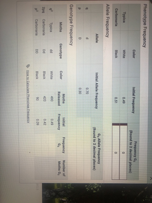 Solved Phenotype Frequency Color Initial Frequency Frequency | Chegg.com