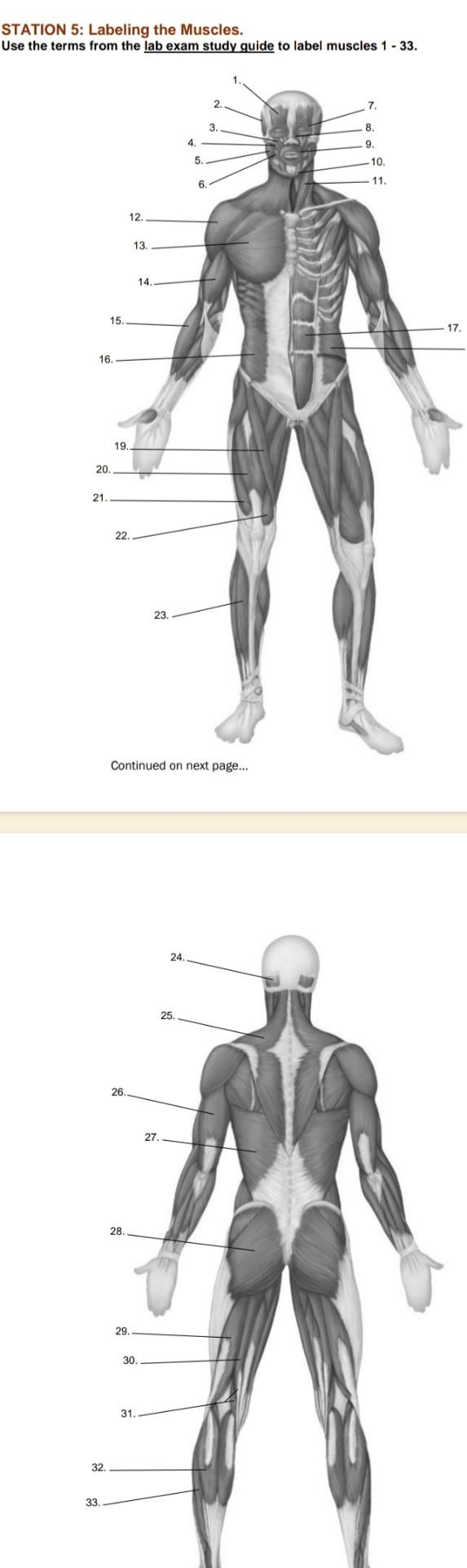 Solved STATION 5: Labeling the Muscles. Use the terms from | Chegg.com