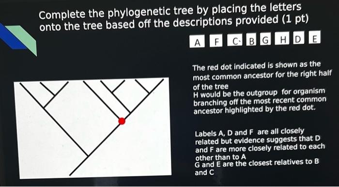 Solved Complete the phylogenetic tree by placing the letters | Chegg.com