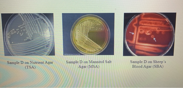 Solved Identification of Unknown D: Results Interpretation | Chegg.com