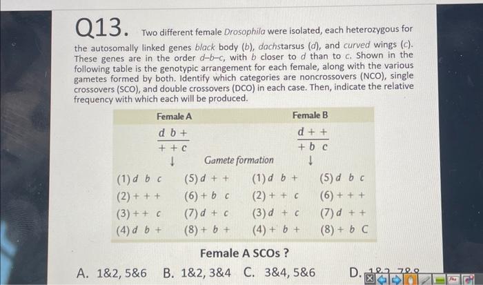 Solved Q13. Two different female Drosophila were isolated, | Chegg.com