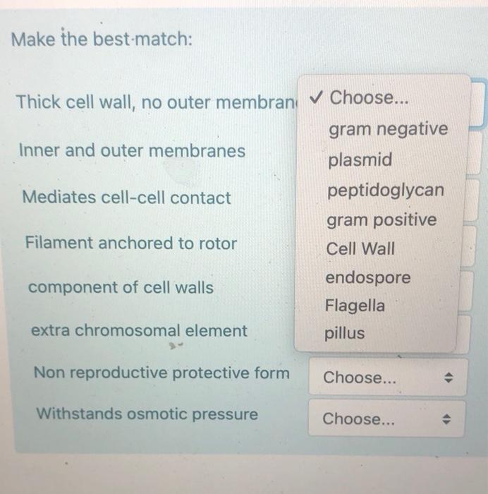 Solved Make the best-match: Thick cell wall, no outer | Chegg.com