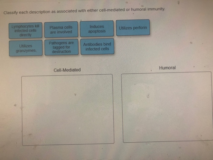 Solved Classify each description as associated with either | Chegg.com