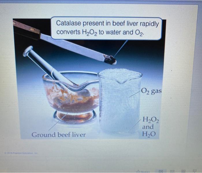 Solved Catalase present in beef liver rapidly converts H2O2 | Chegg.com
