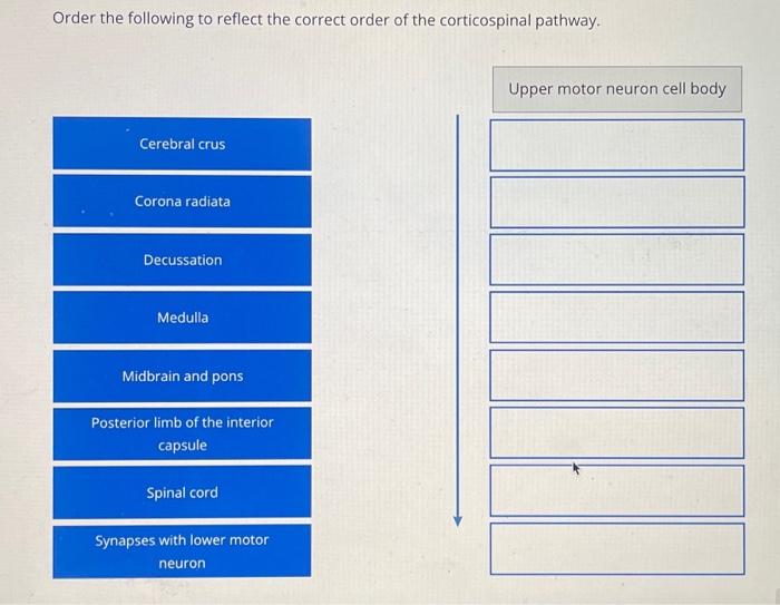 Solved Order the following to reflect the correct order of | Chegg.com